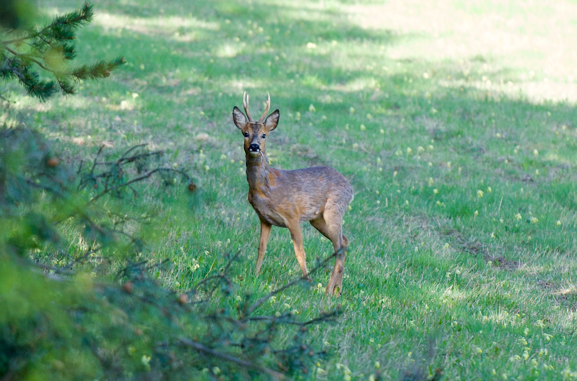 Mamífers / Mamíferos / Mammals – Fauna de la Vall de Siarb