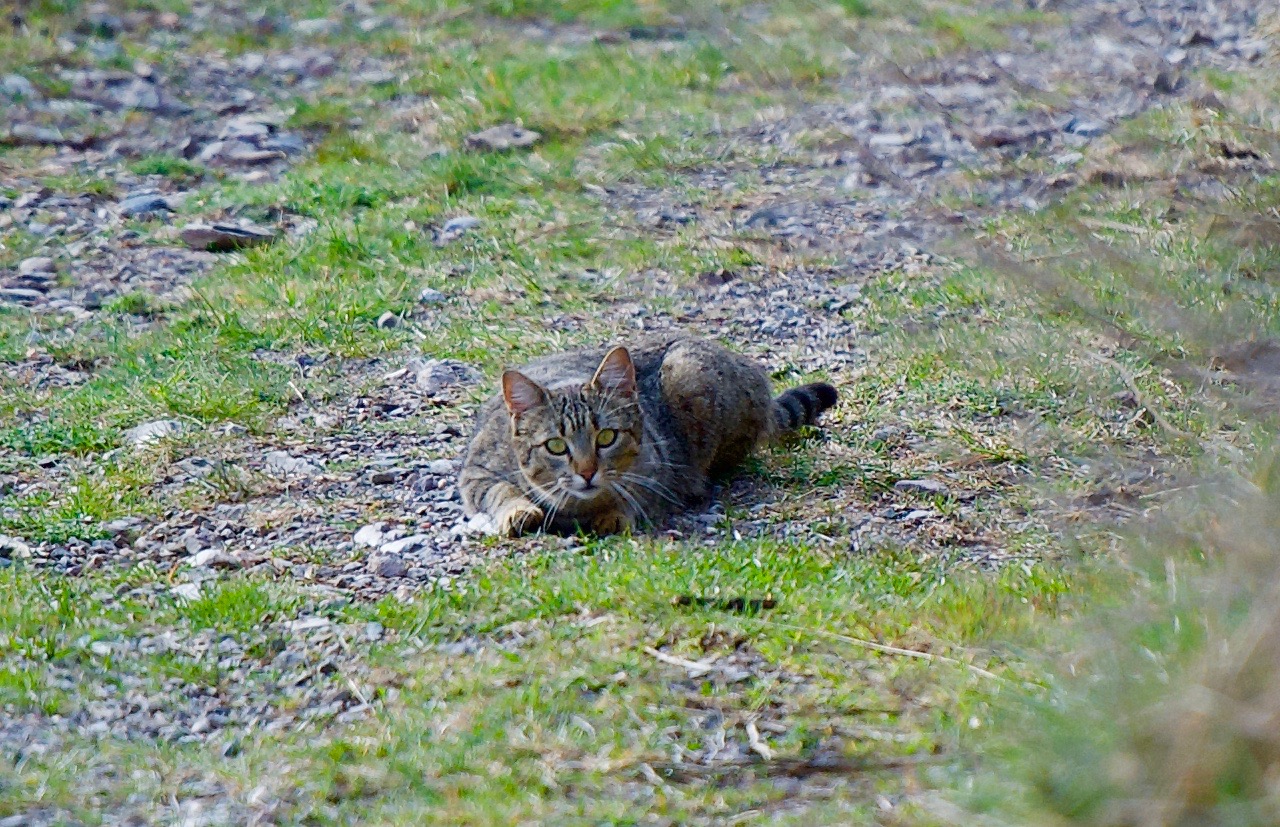Mamífers / Mamíferos / Mammals - Fauna de la Vall de Siarb