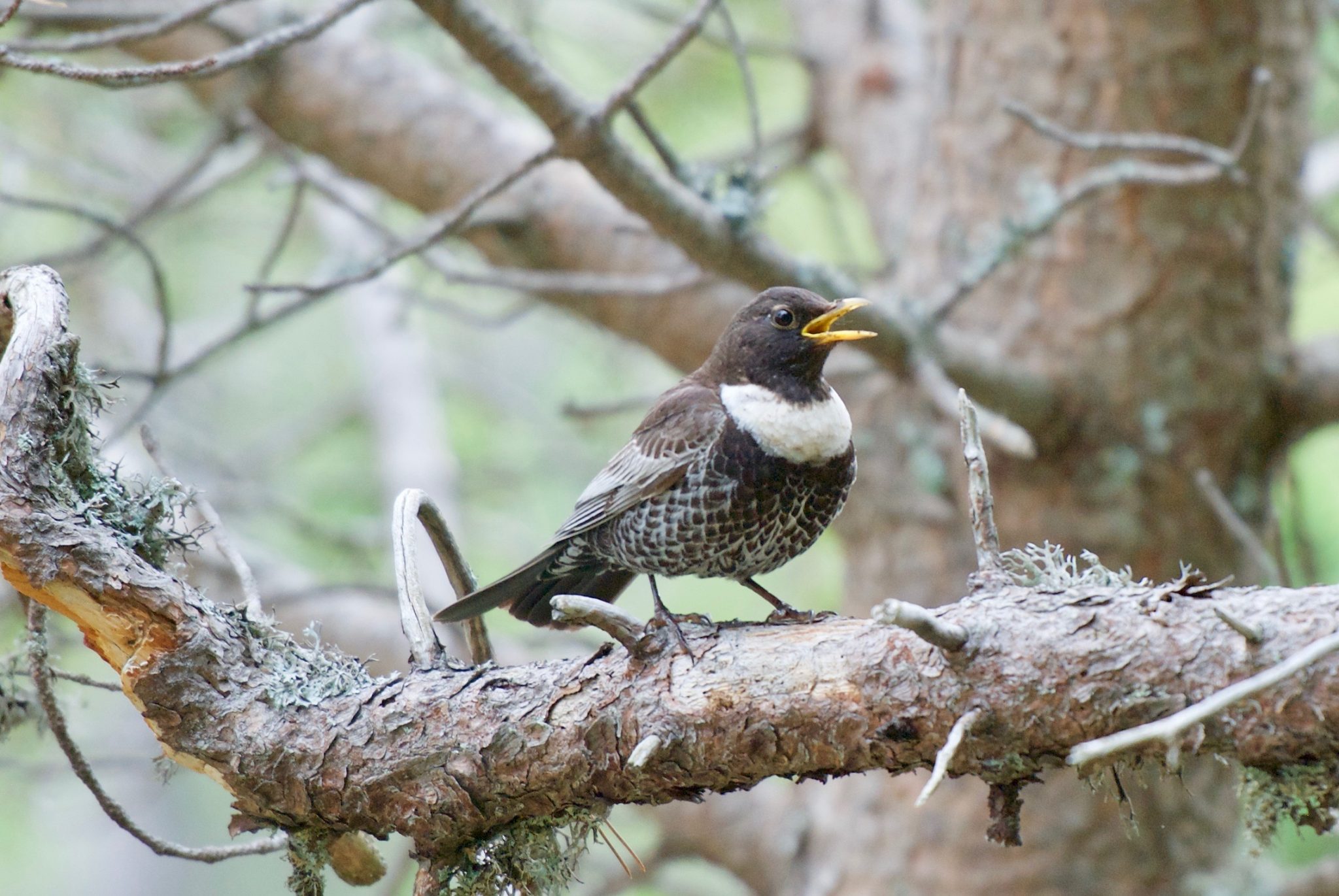 Ocells / Aves / Birds – Fauna de la Vall de Siarb