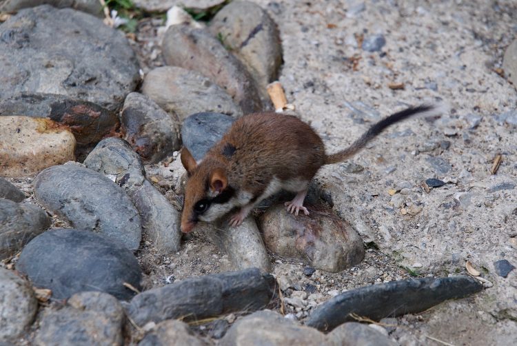 Mamífers / Mamíferos / Mammals - Fauna de la Vall de Siarb