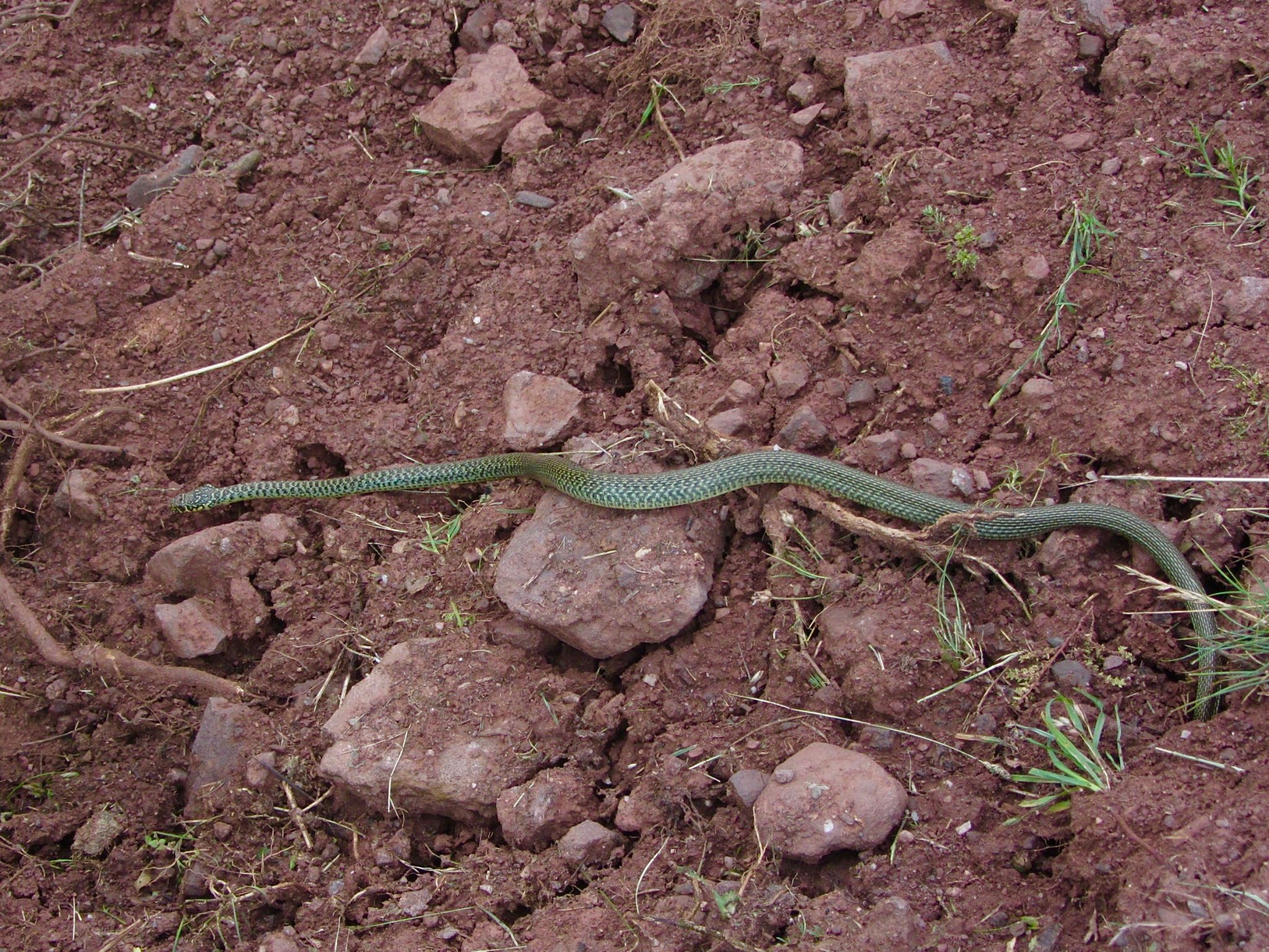 Rèptils i Anfibis / Reptiles and Amphibians - Fauna de la Vall de Siarb