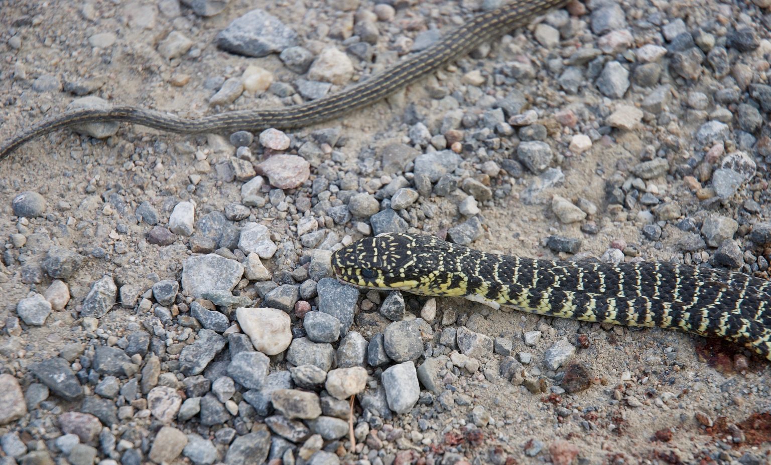 Rèptils i Anfibis / Reptiles and Amphibians - Fauna de la Vall de Siarb