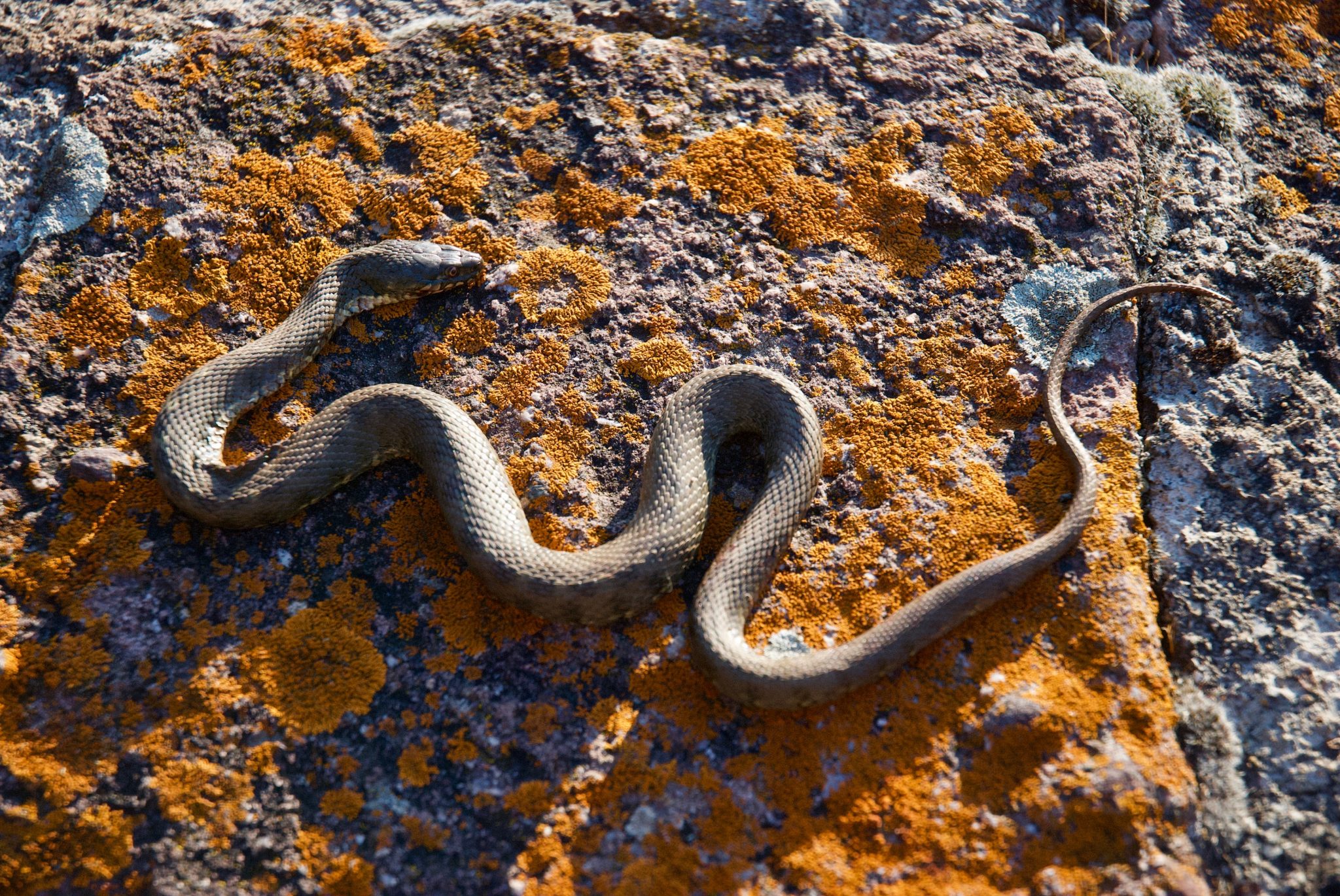 Rèptils i Anfibis / Reptiles and Amphibians - Fauna de la Vall de Siarb