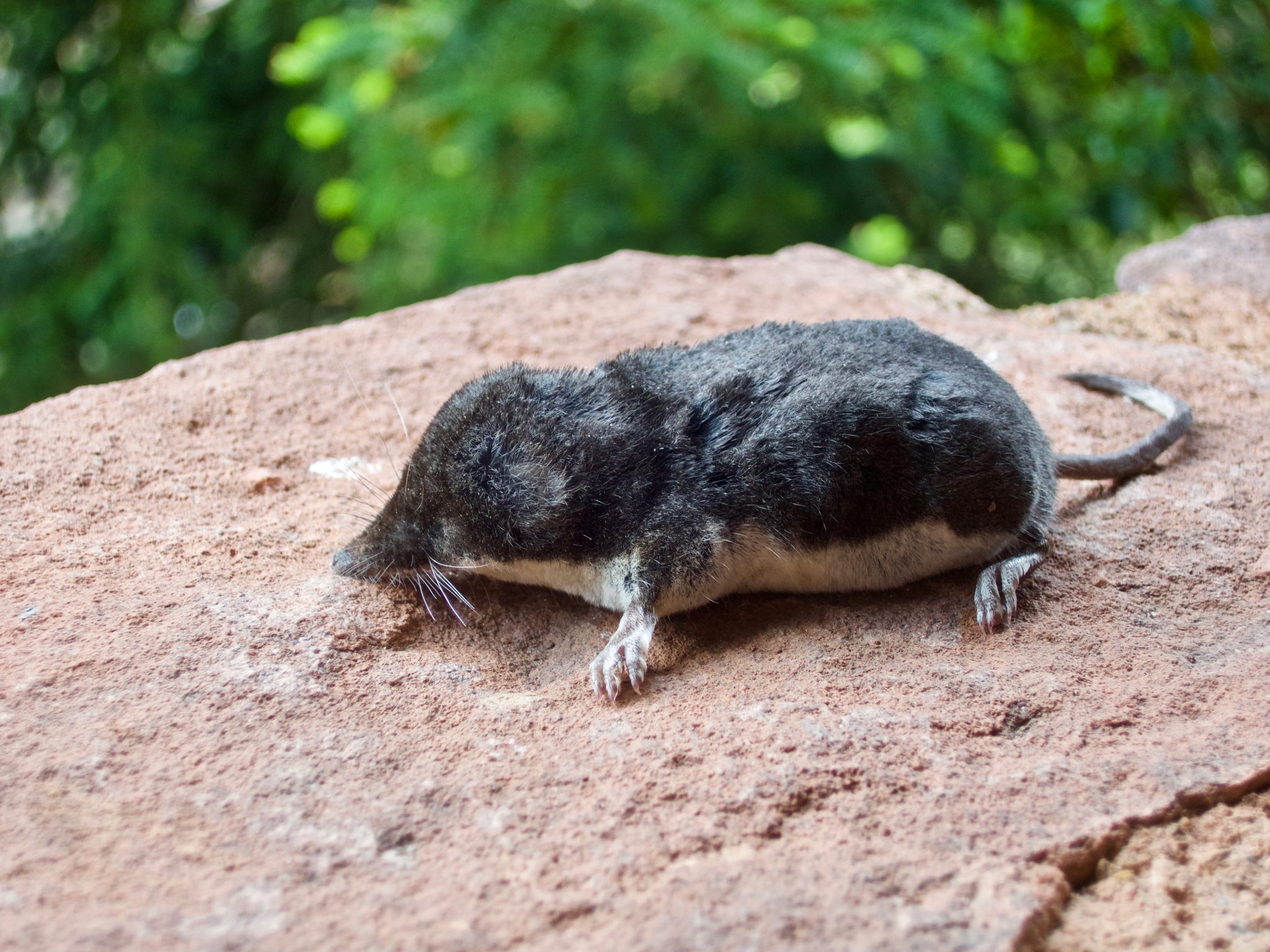 Mamífers / Mamíferos / Mammals - Fauna de la Vall de Siarb