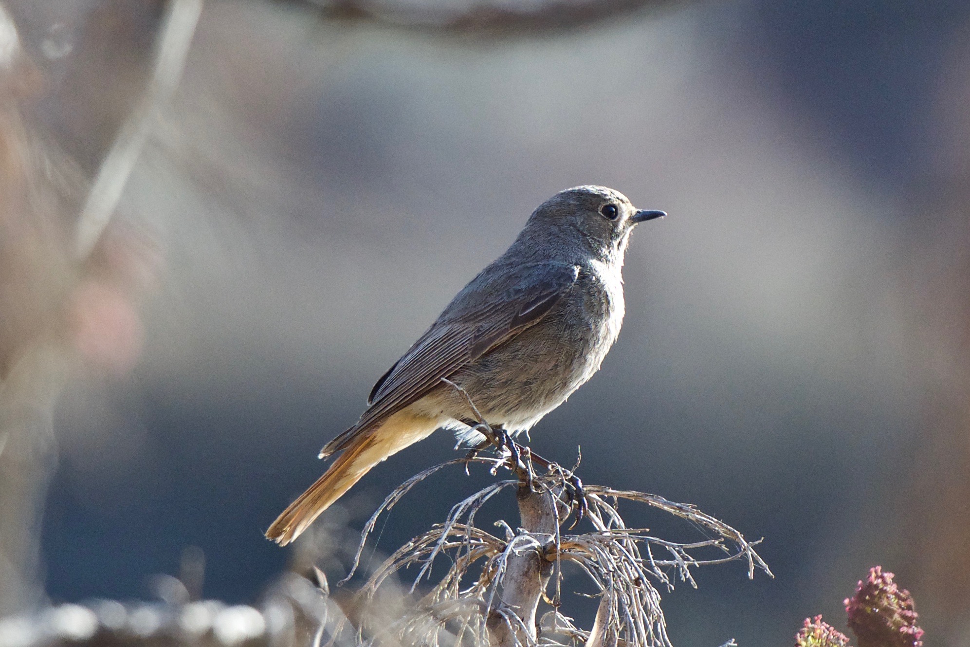Ocells / Aves / Birds – Fauna de la Vall de Siarb